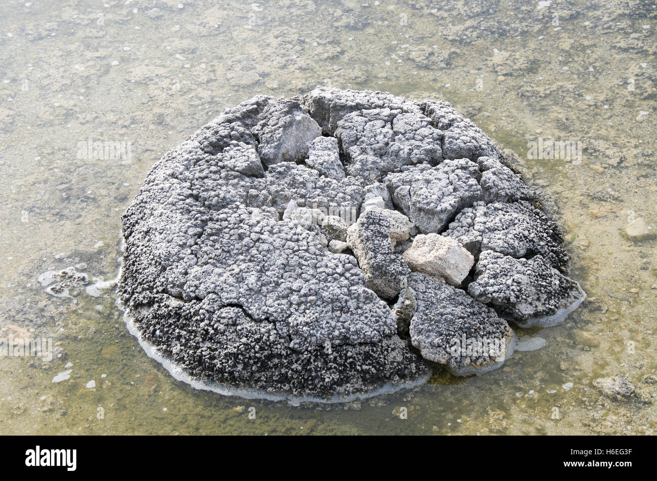 Cyanobacteria fossil hi-res stock photography and images - Alamy