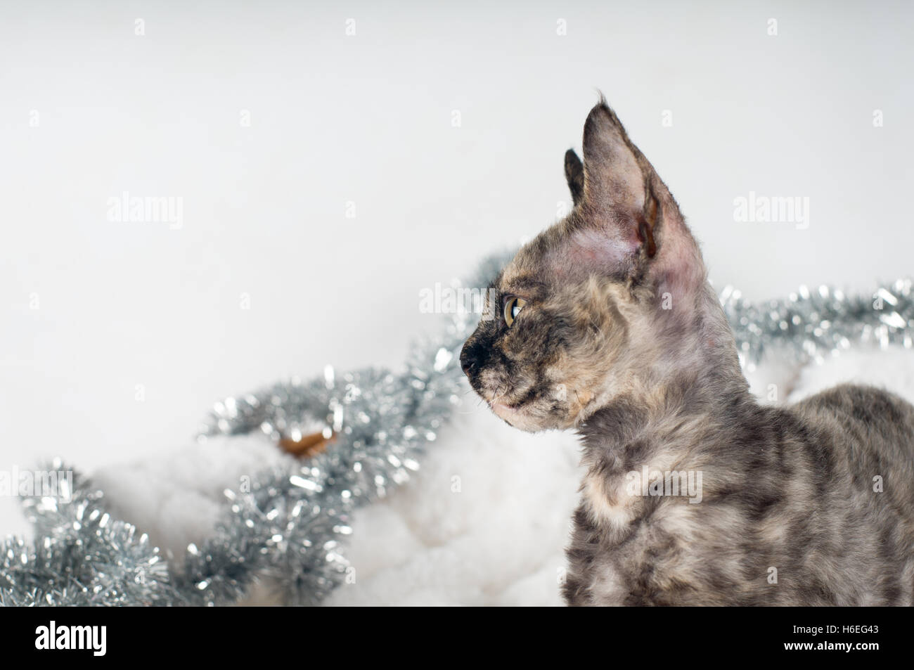 Purebred devon rex kitten Stock Photo - Alamy