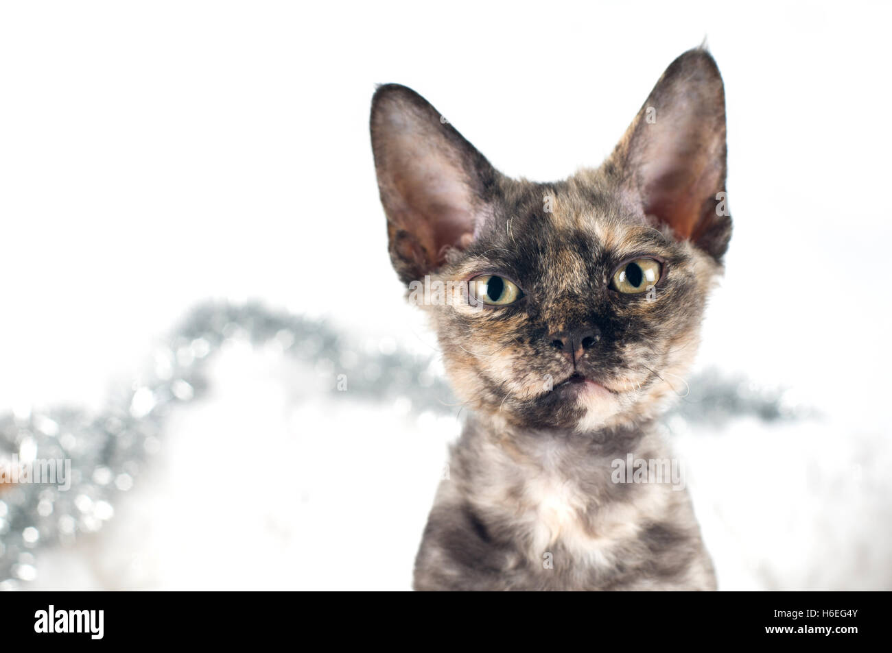 Purebred devon rex kitten Stock Photo - Alamy