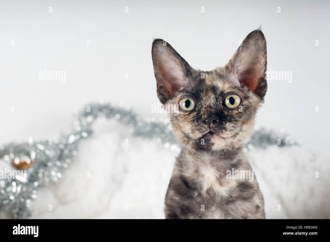 Purebred devon rex kitten Stock Photo - Alamy