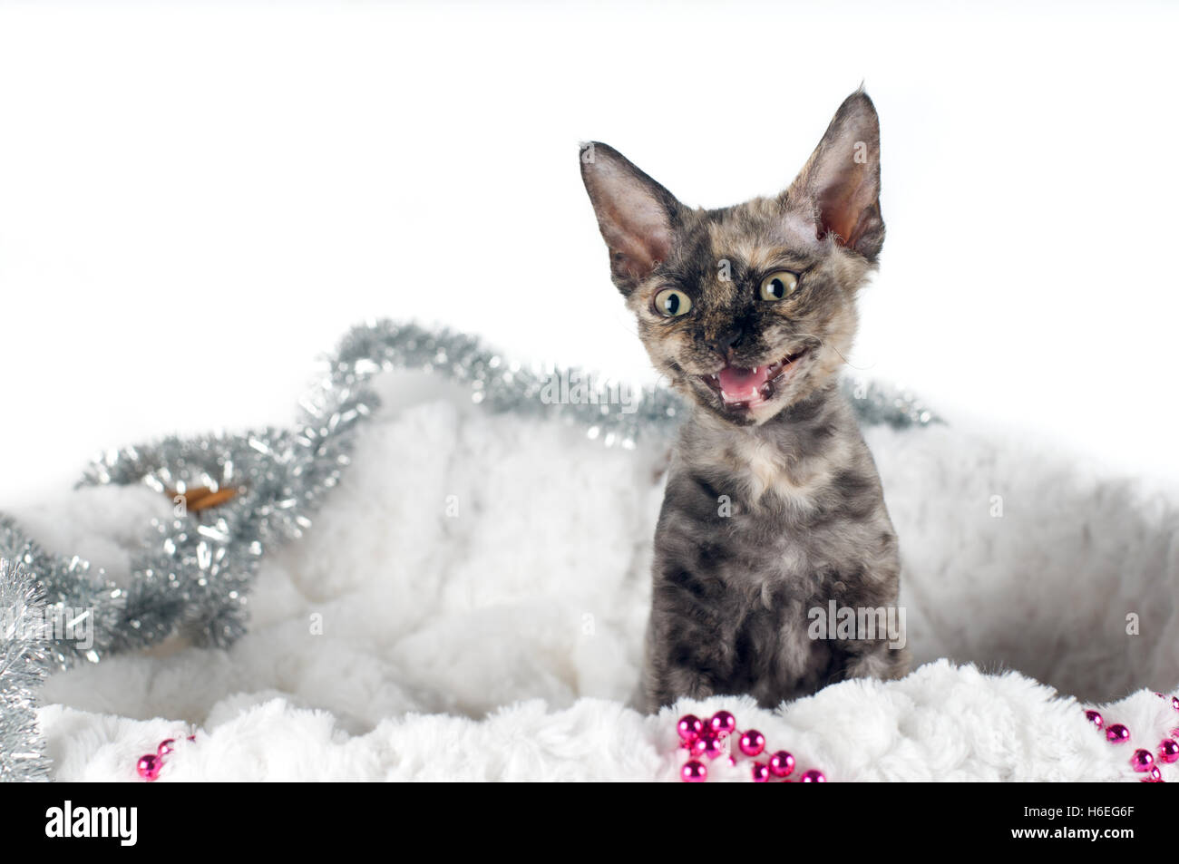 Purebred devon rex kitten Stock Photo - Alamy