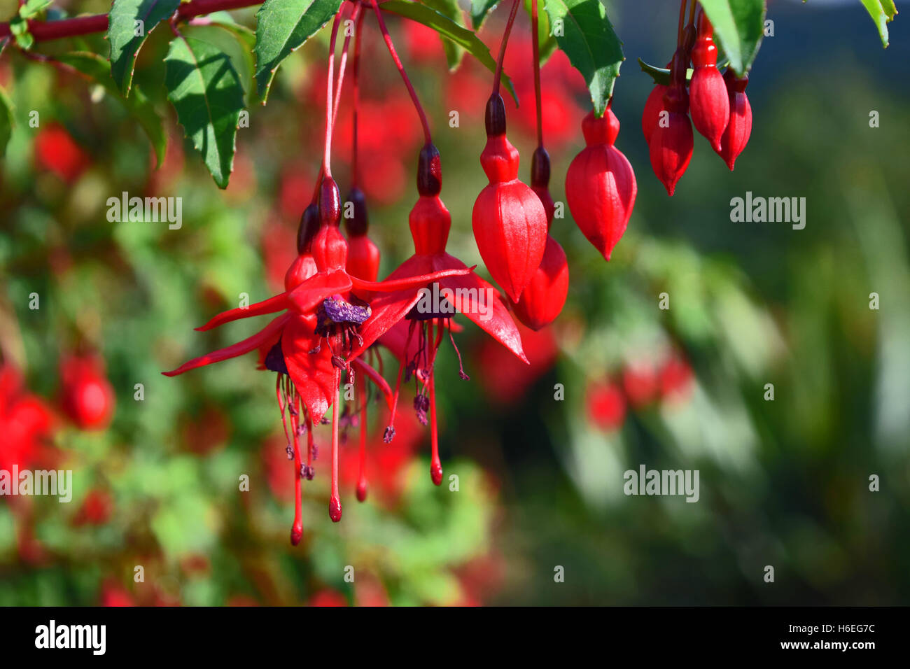 Fuchsia regia hi-res stock photography and images - Alamy