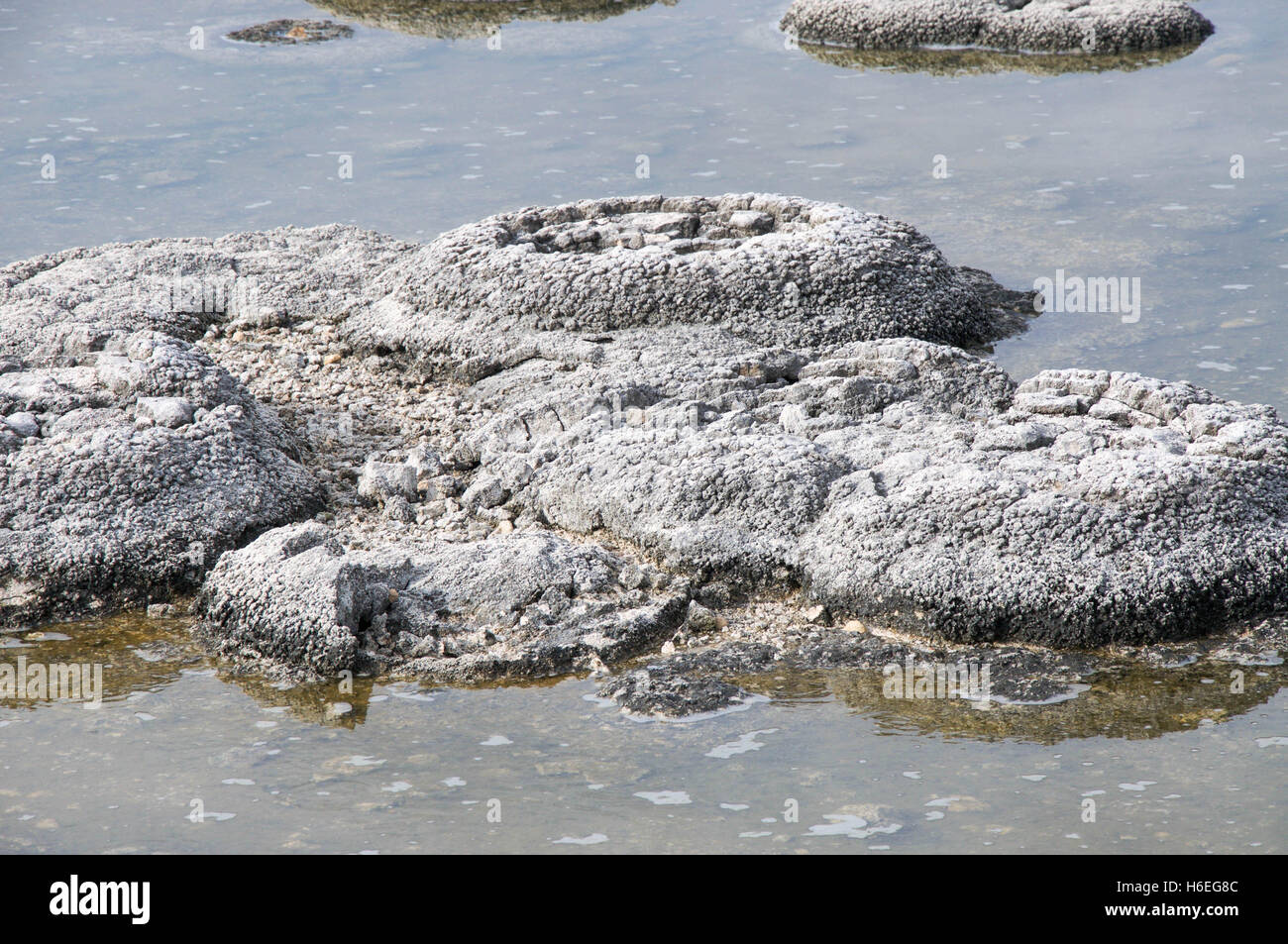 Cyanobacteria Fossil Stock Photos & Cyanobacteria Fossil Stock Images ...