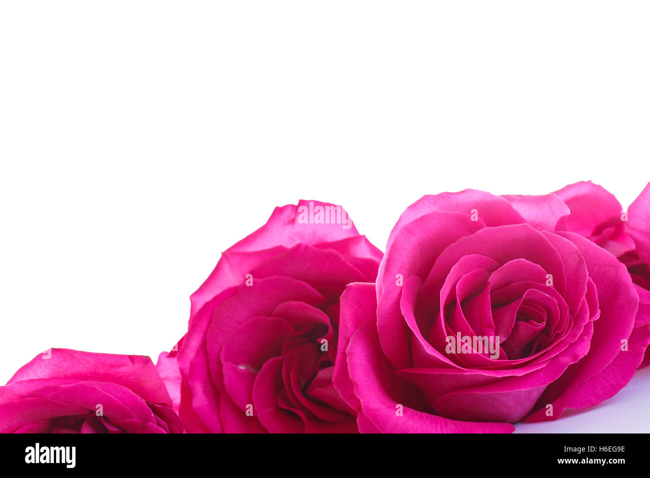 beautiful bright pink roses Stock Photo - Alamy