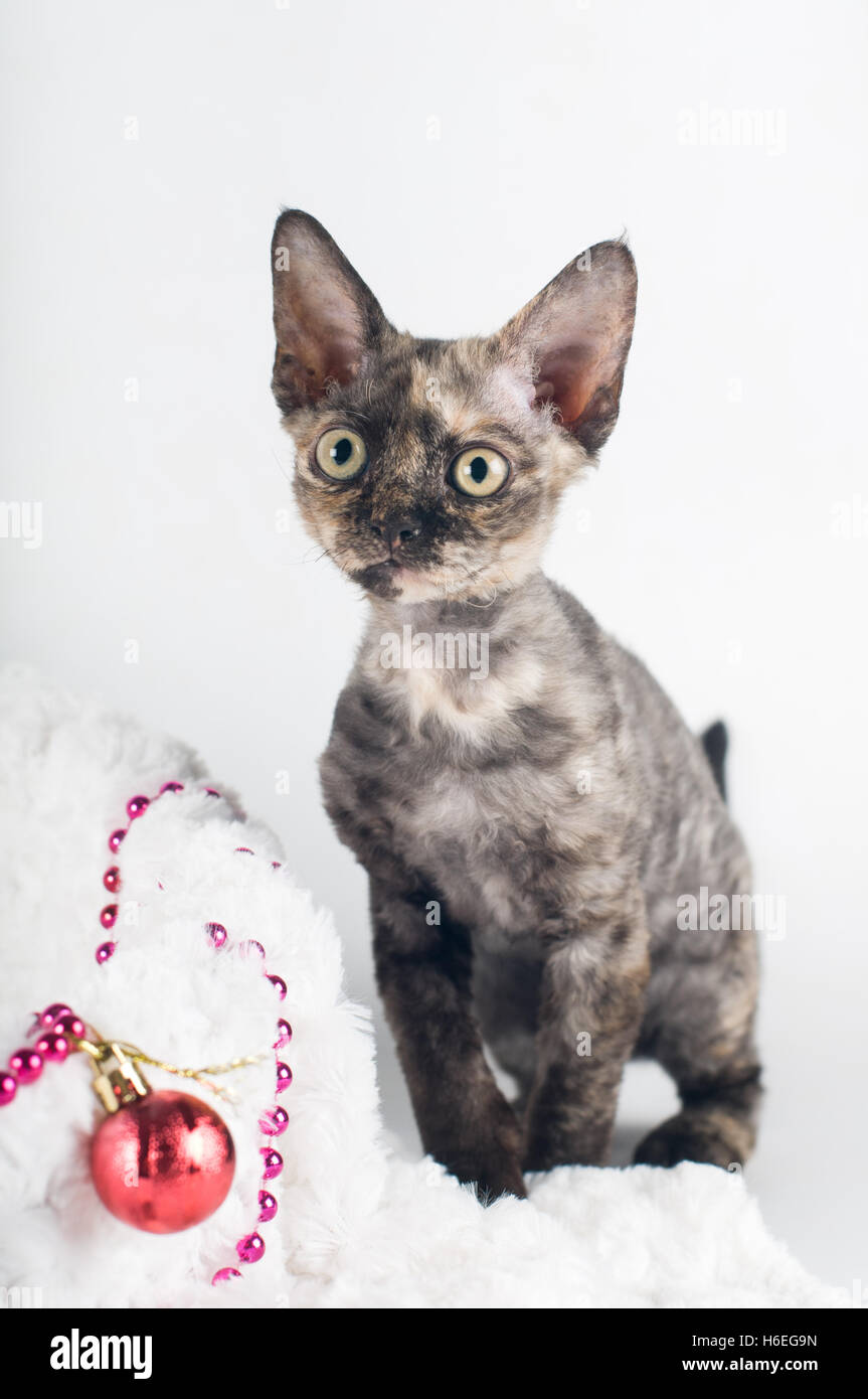 Purebred devon rex kitten Stock Photo - Alamy