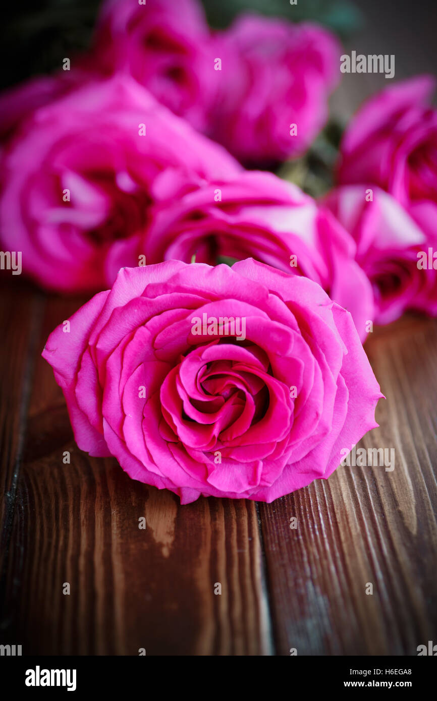beautiful bright pink roses Stock Photo - Alamy