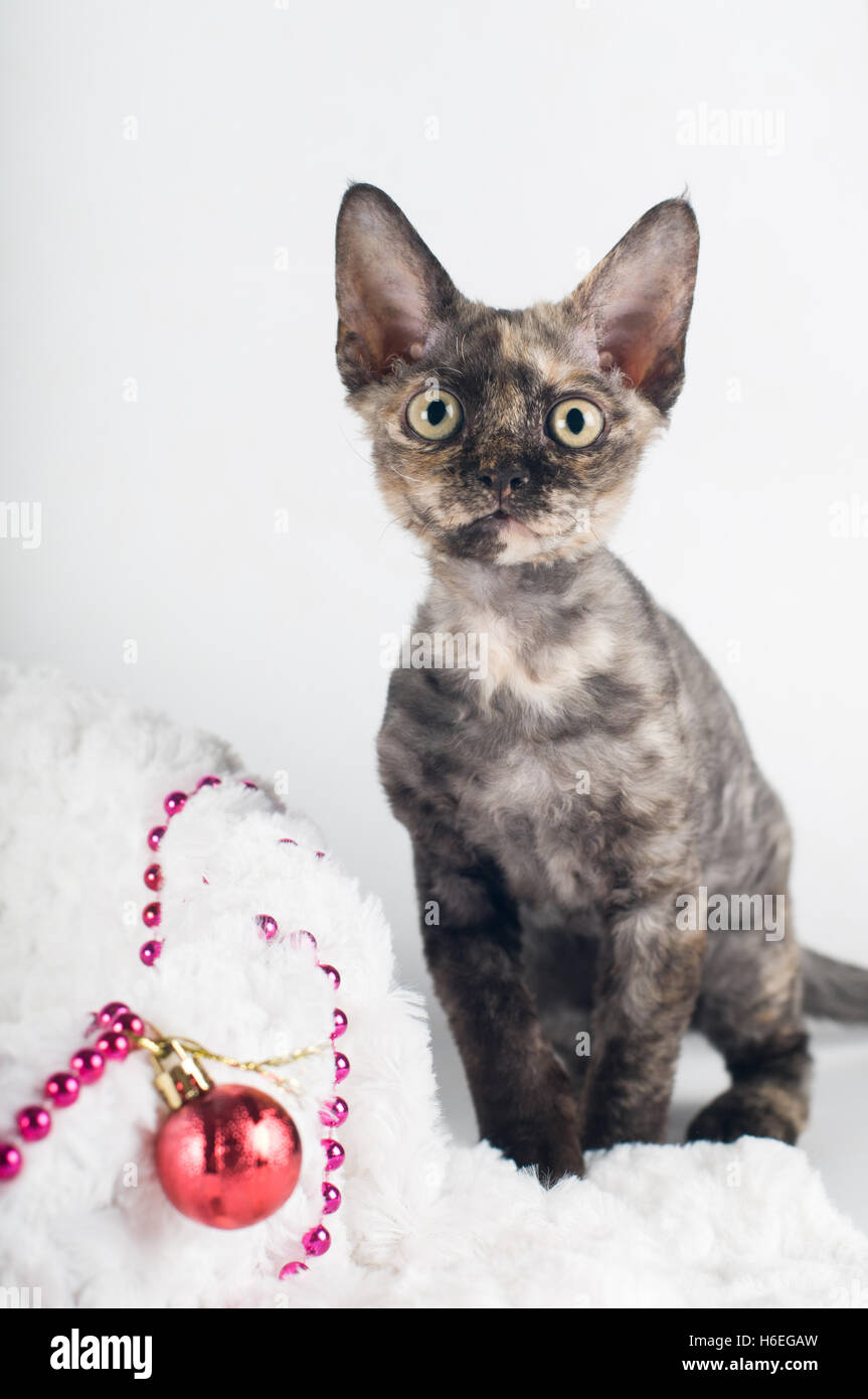 Purebred devon rex kitten Stock Photo - Alamy