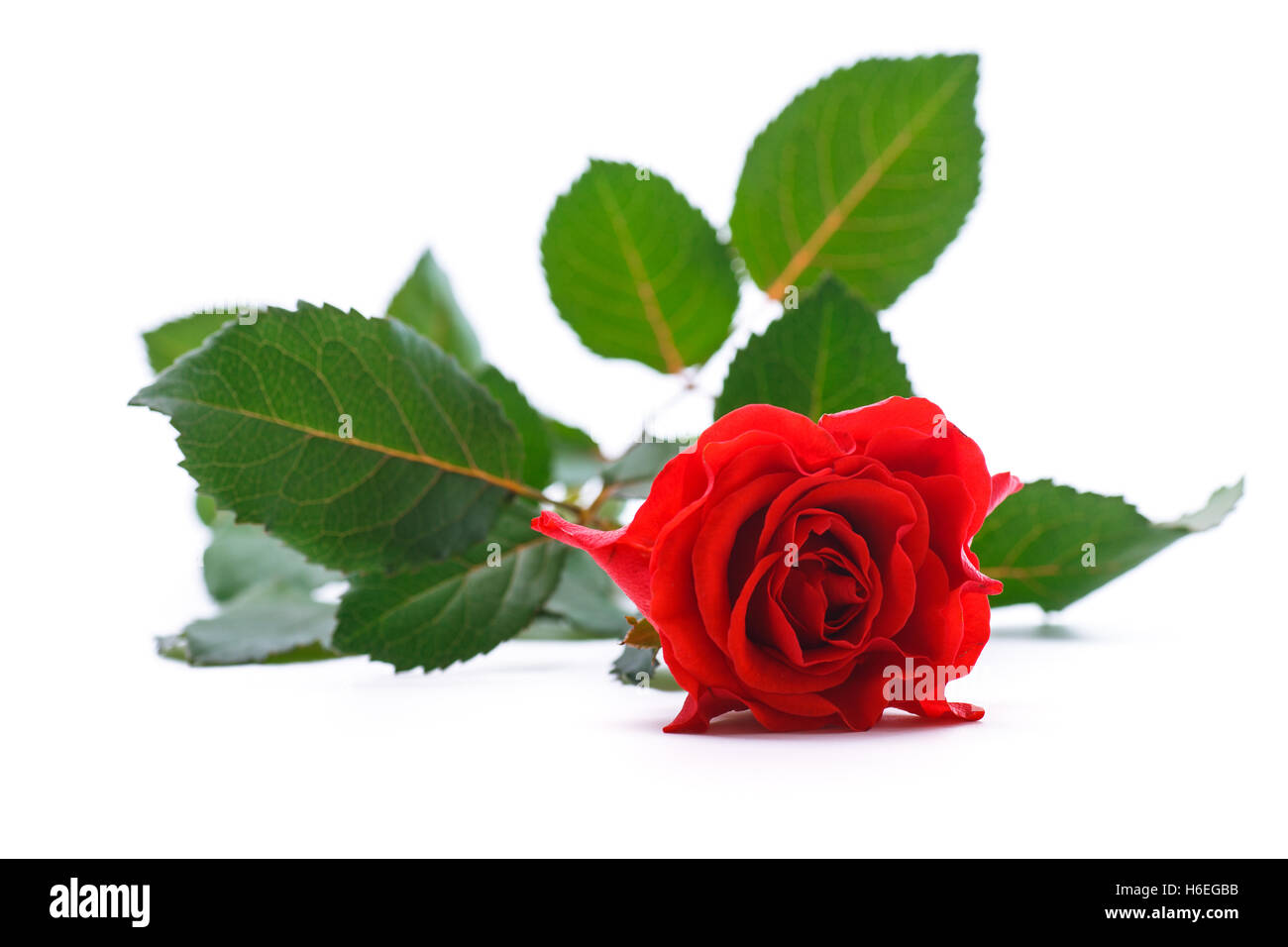 beautiful red rose Stock Photo - Alamy