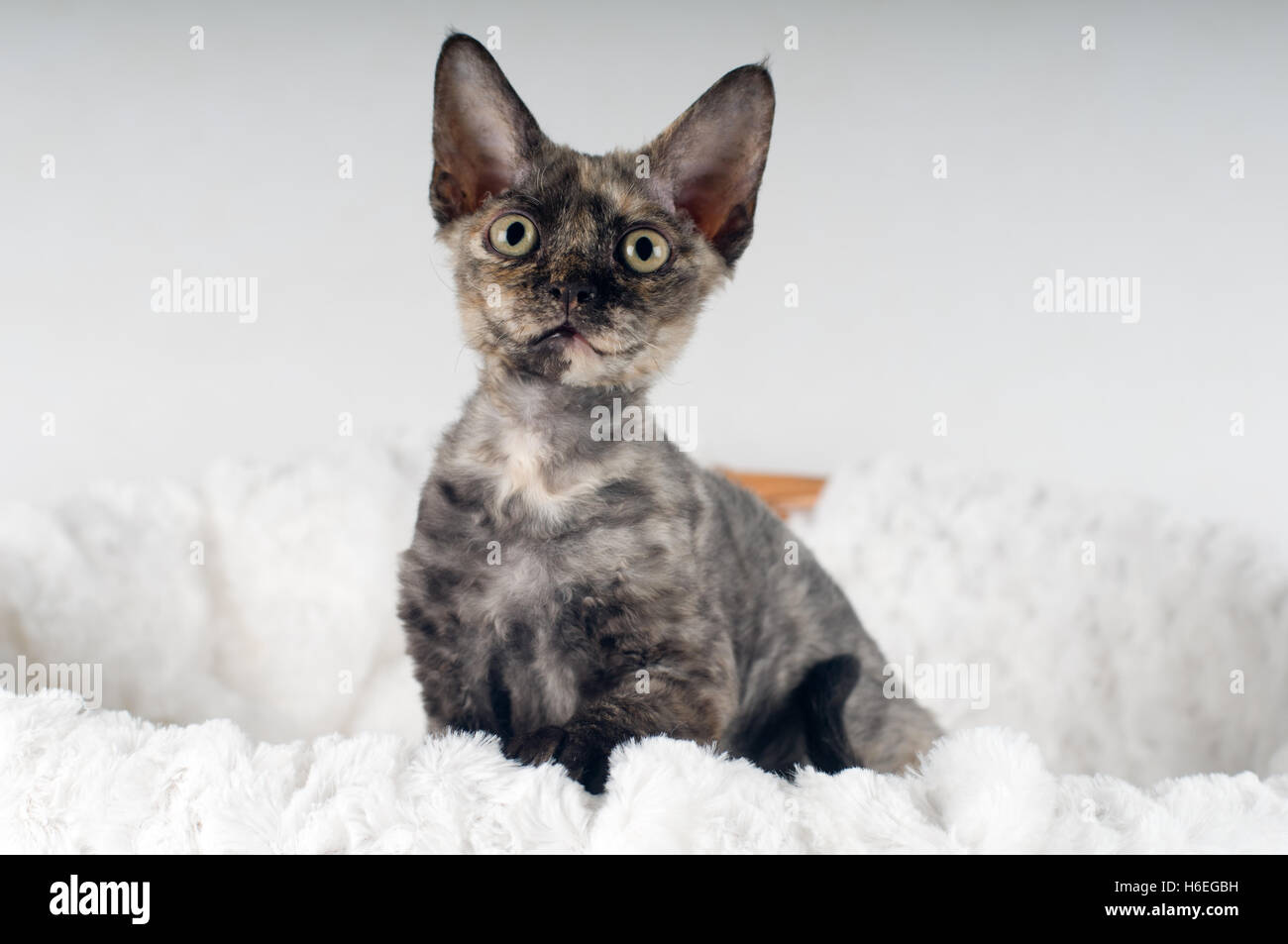 Purebred devon rex kitten Stock Photo - Alamy