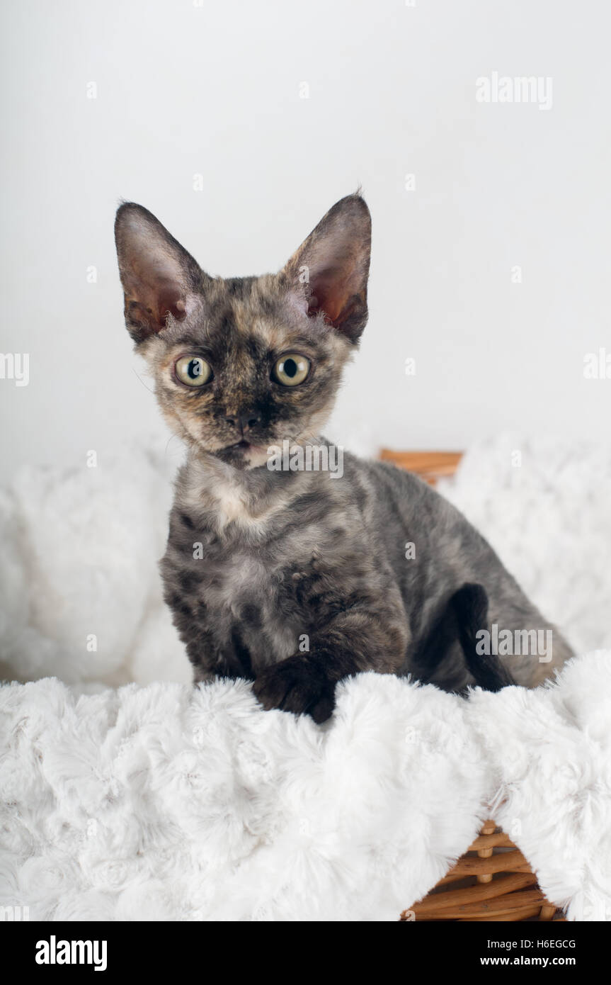 Purebred devon rex kitten Stock Photo - Alamy