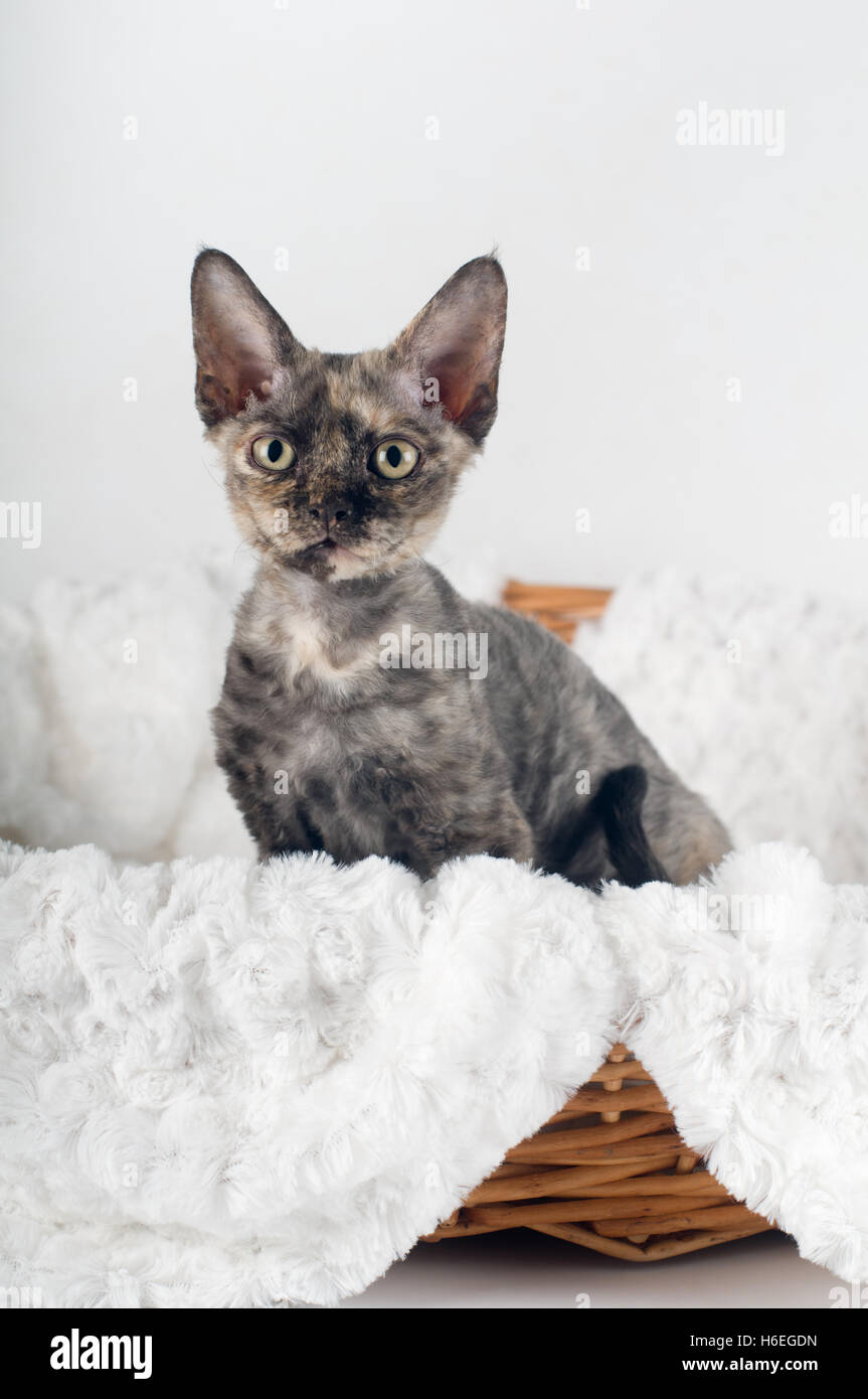 Purebred devon rex kitten Stock Photo - Alamy