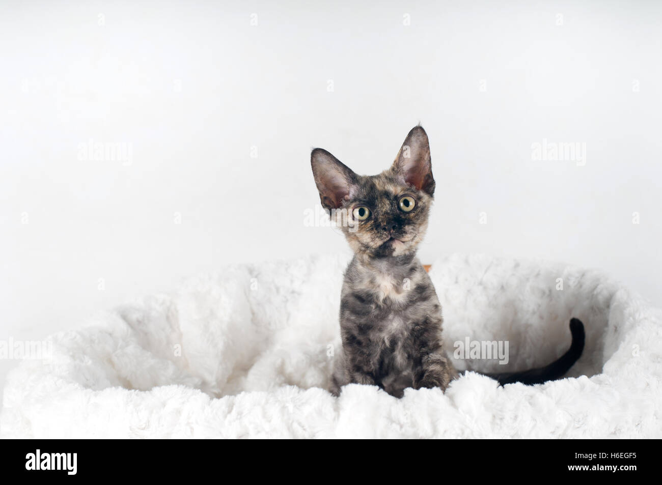 Purebred devon rex kitten Stock Photo - Alamy