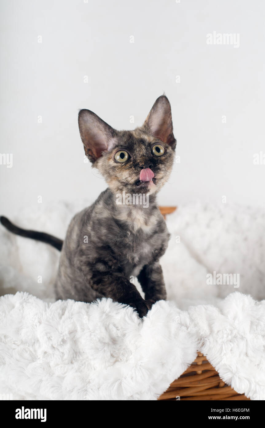 Purebred devon rex kitten Stock Photo - Alamy