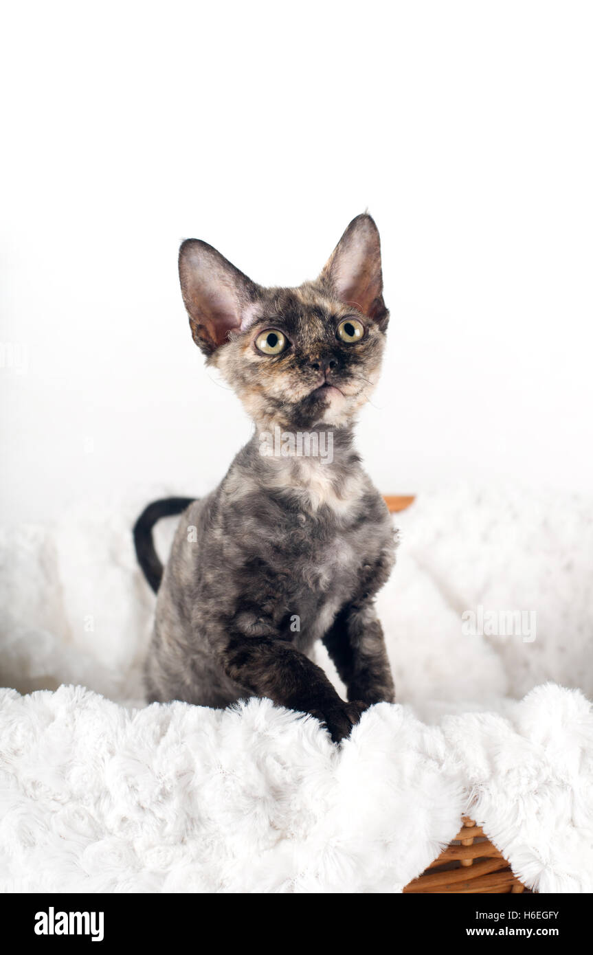 Devon rex hi-res stock photography and images - Alamy