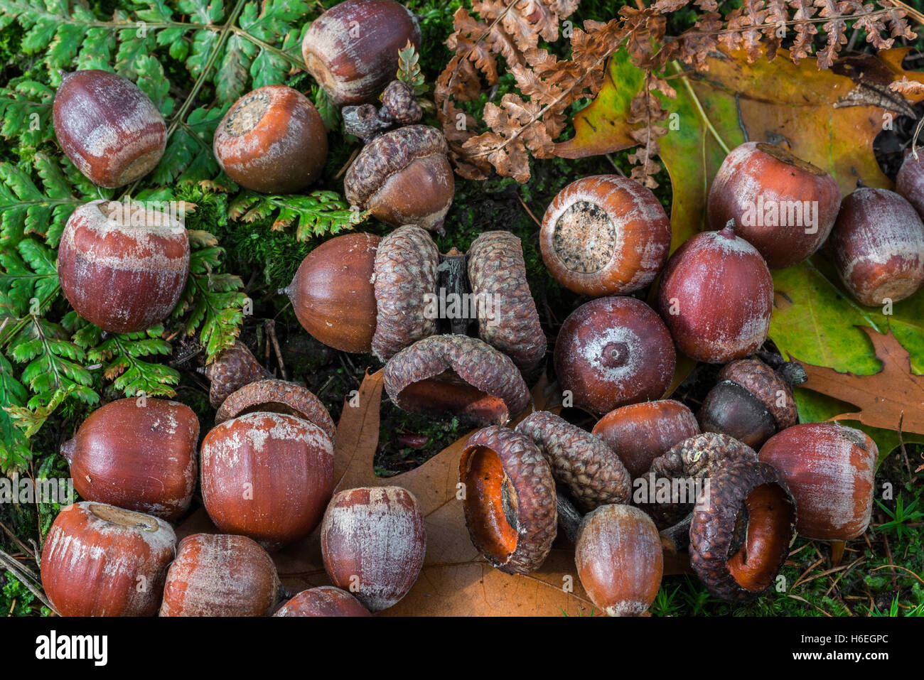 Northern red oak / champion oak (Quercus rubra / Quercus borealis ...