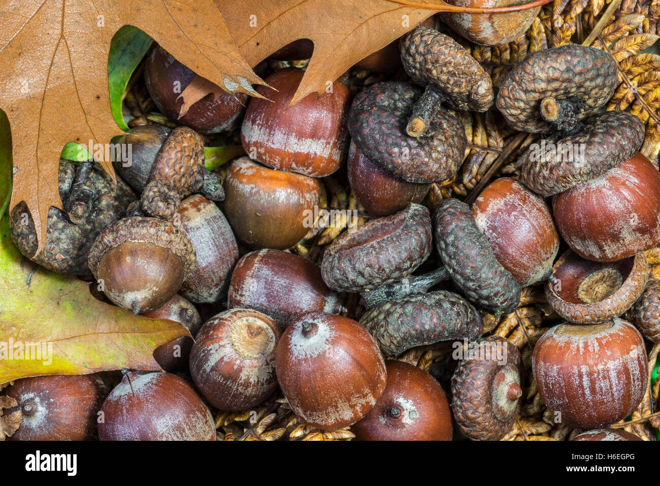 Northern red oak / champion oak (Quercus rubra / Quercus borealis ...