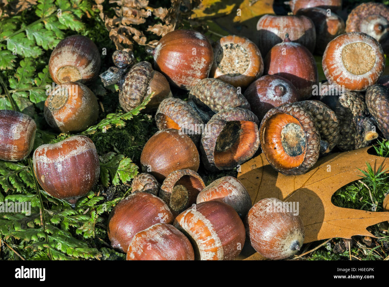 Northern red oak / champion oak (Quercus rubra / Quercus borealis ...