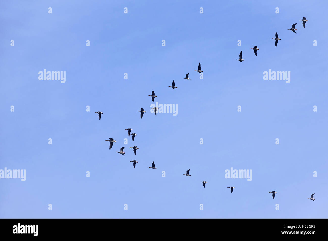 Geese flying v formation hi-res stock photography and images - Alamy