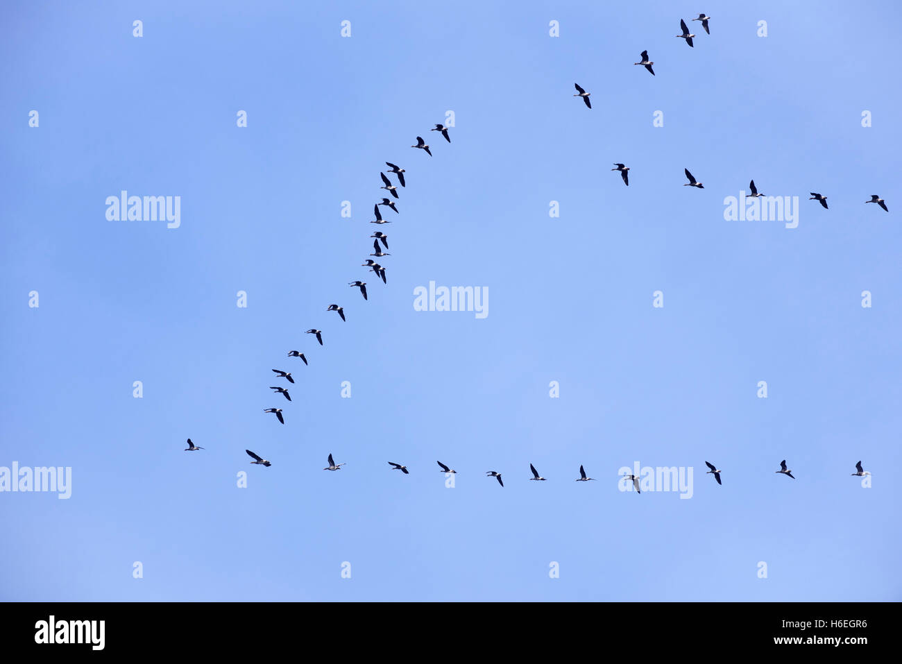 Birds flying v formation hi-res stock photography and images - Alamy