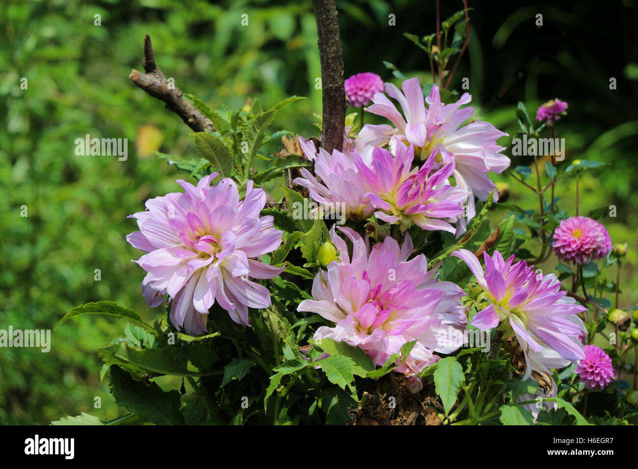Beautiful fresh flowers in nature background Stock Photo - Alamy