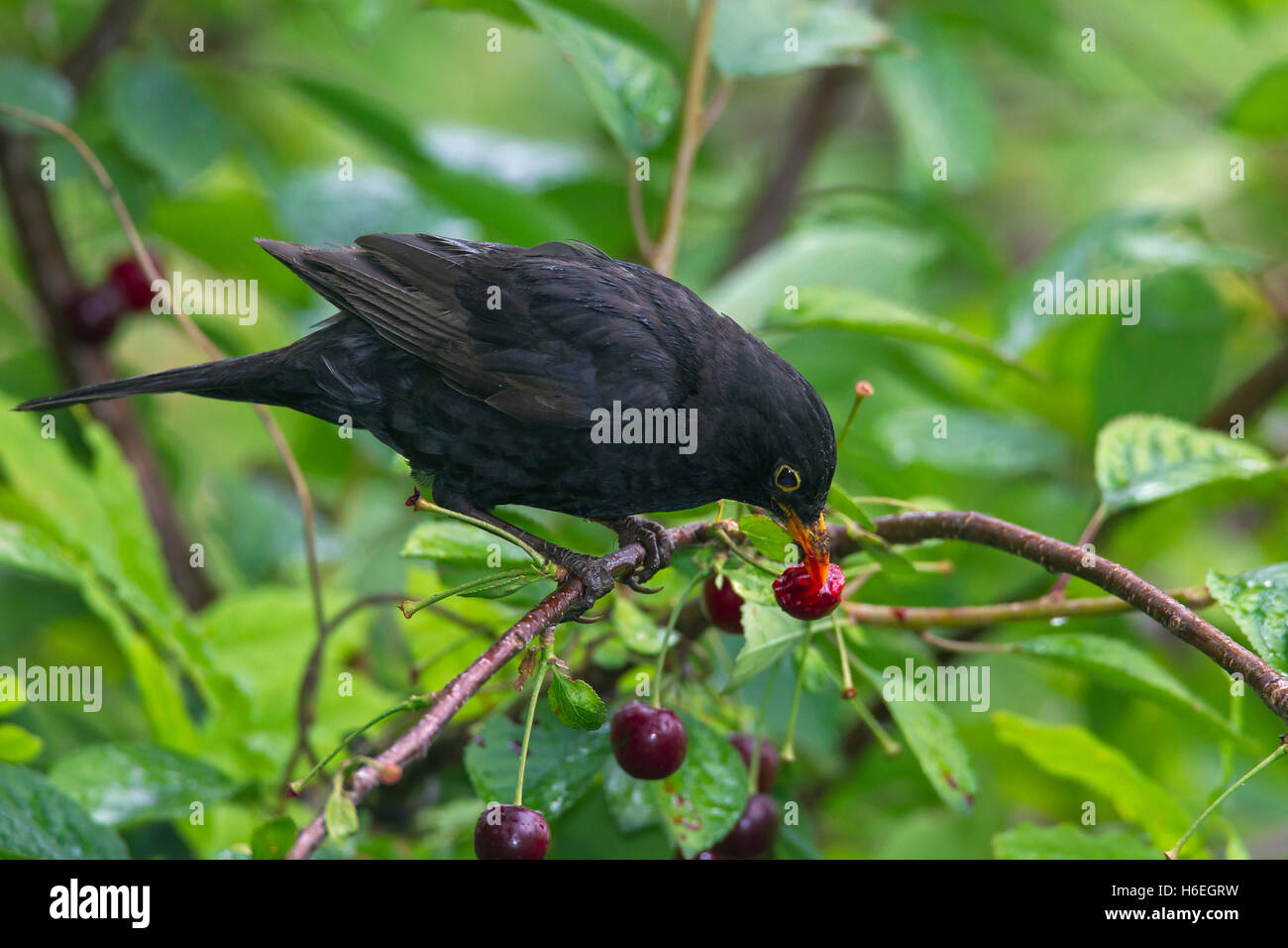 Animal eating fruit from tree hi-res stock photography and images - Alamy