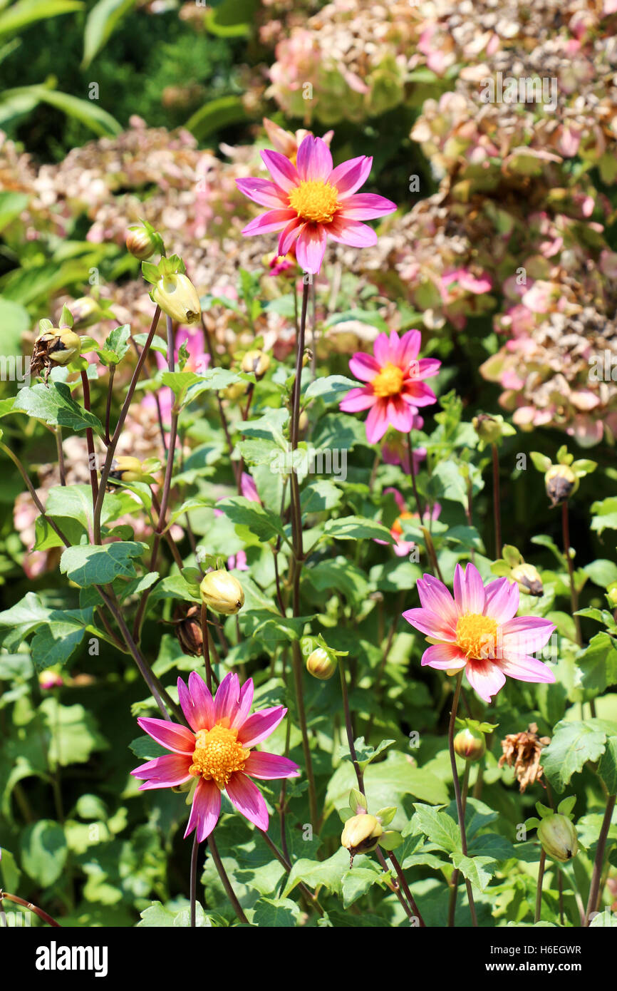 Beautiful fresh flowers in nature background Stock Photo - Alamy