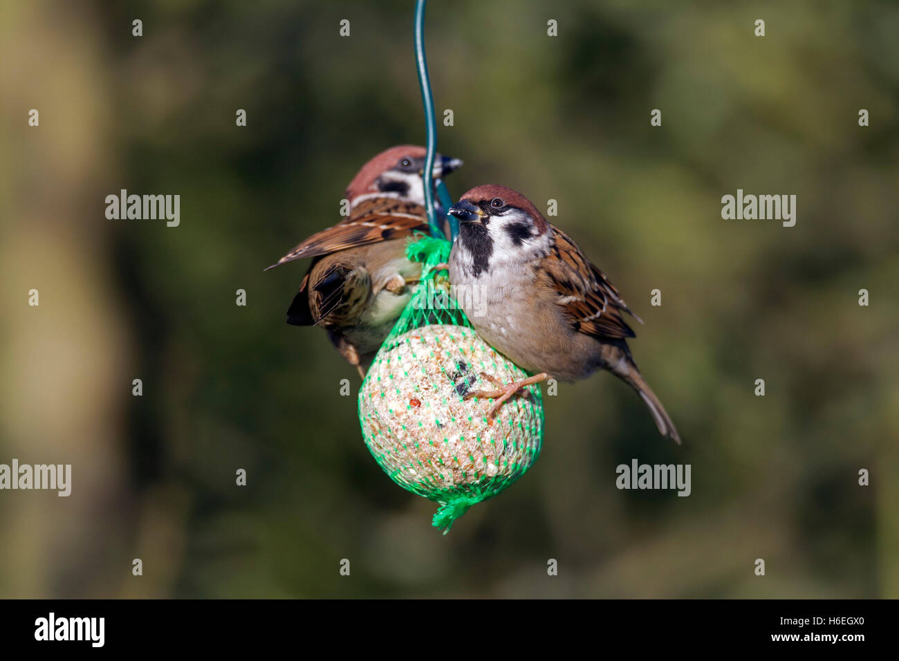 Two Eurasian tree sparrows (Passer montanus) eating from fat ball in ...