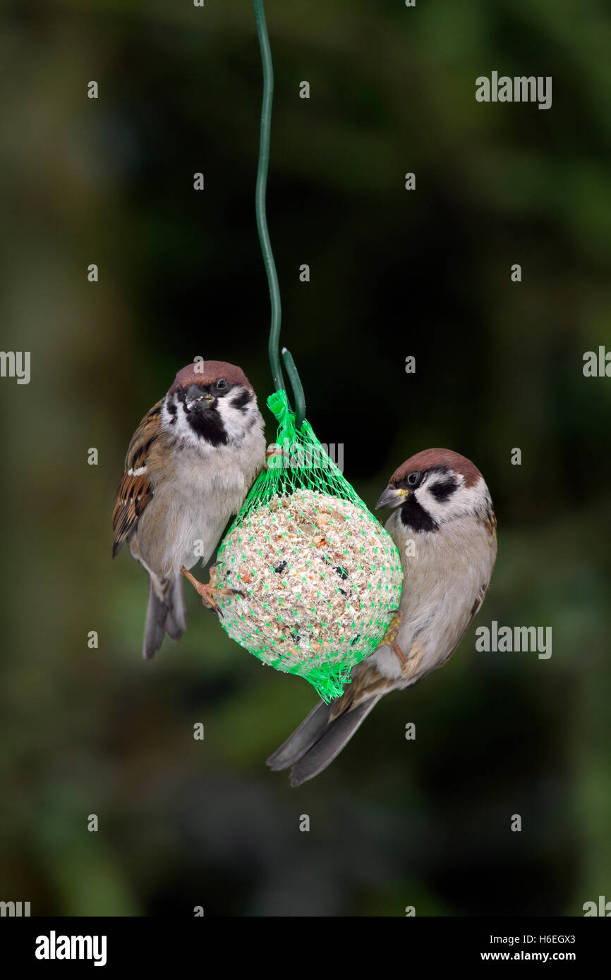 Two Eurasian tree sparrows (Passer montanus) eating from fat ball in ...