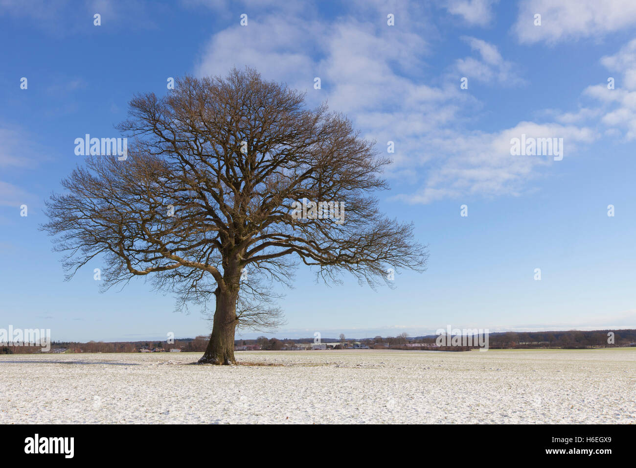 Solitary English oak / pedunculate oak / French oak tree (Quercus robur ...
