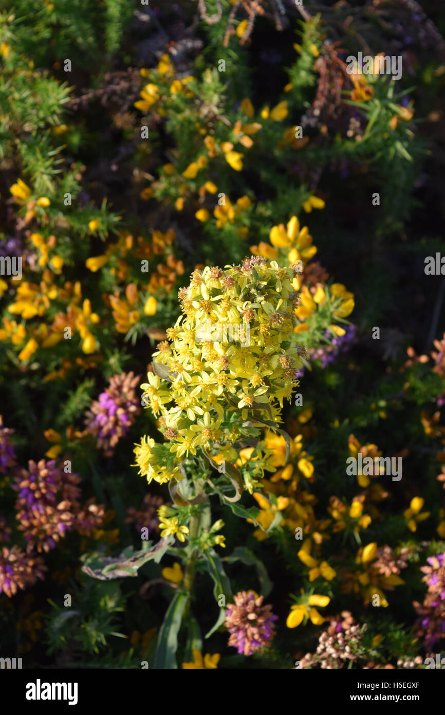 Flora ireland hi-res stock photography and images - Alamy