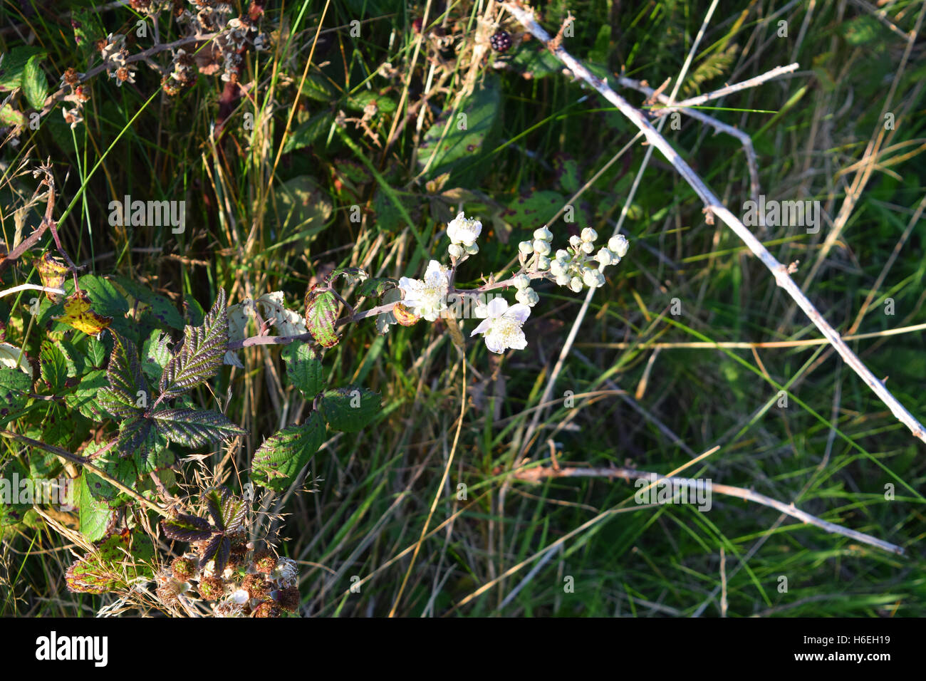 Irish flora hi-res stock photography and images - Alamy