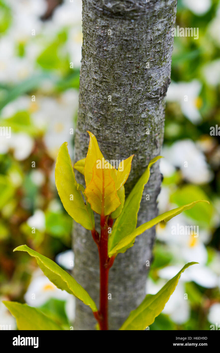 Green leaves of the spring season Stock Photo - Alamy