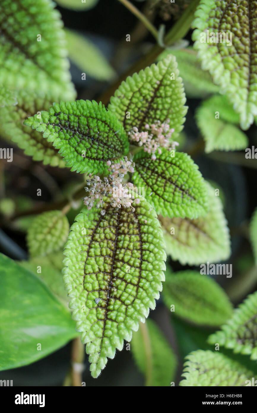 Green leaves of the spring season Stock Photo - Alamy