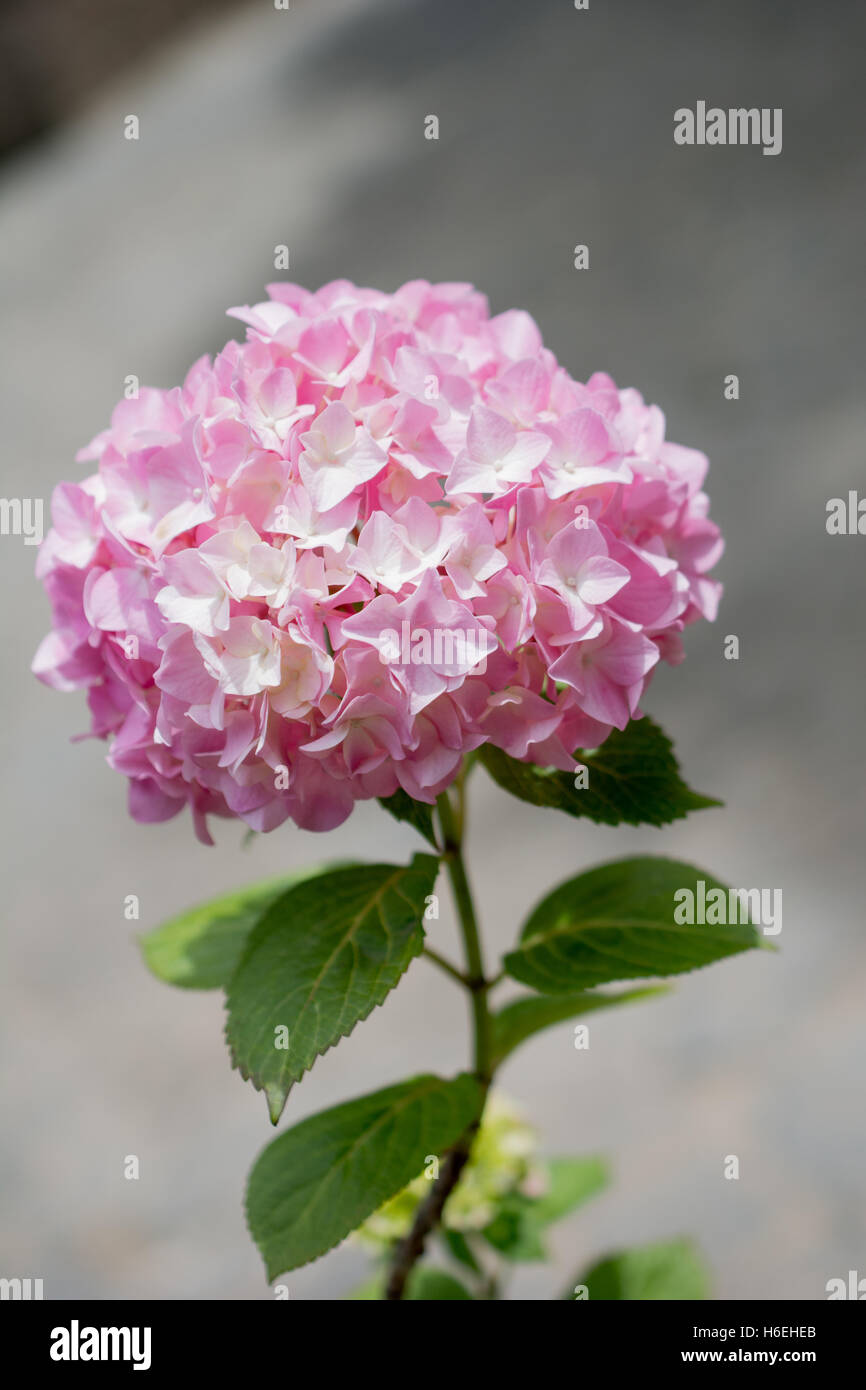 Beautiful hydrangea flowers in nature background Stock Photo - Alamy