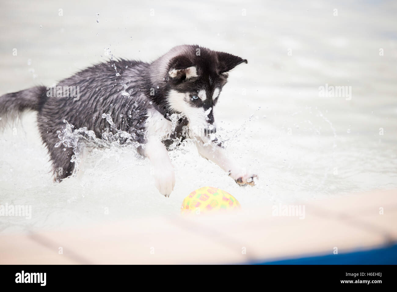Husky dog puppy playing with ball in swimming pool Stock Photo - Alamy