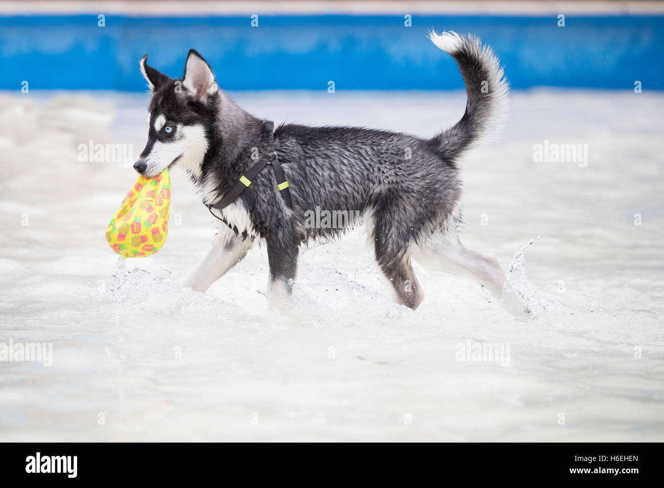 Husky dog puppy in swimming pool playing with toy Stock Photo - Alamy