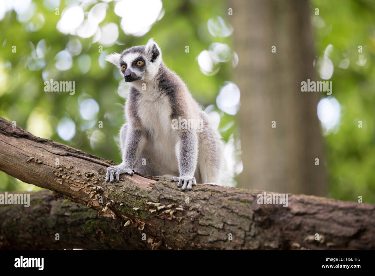 Ring-tailed lemur sitting on a tree trunk Stock Photo - Alamy