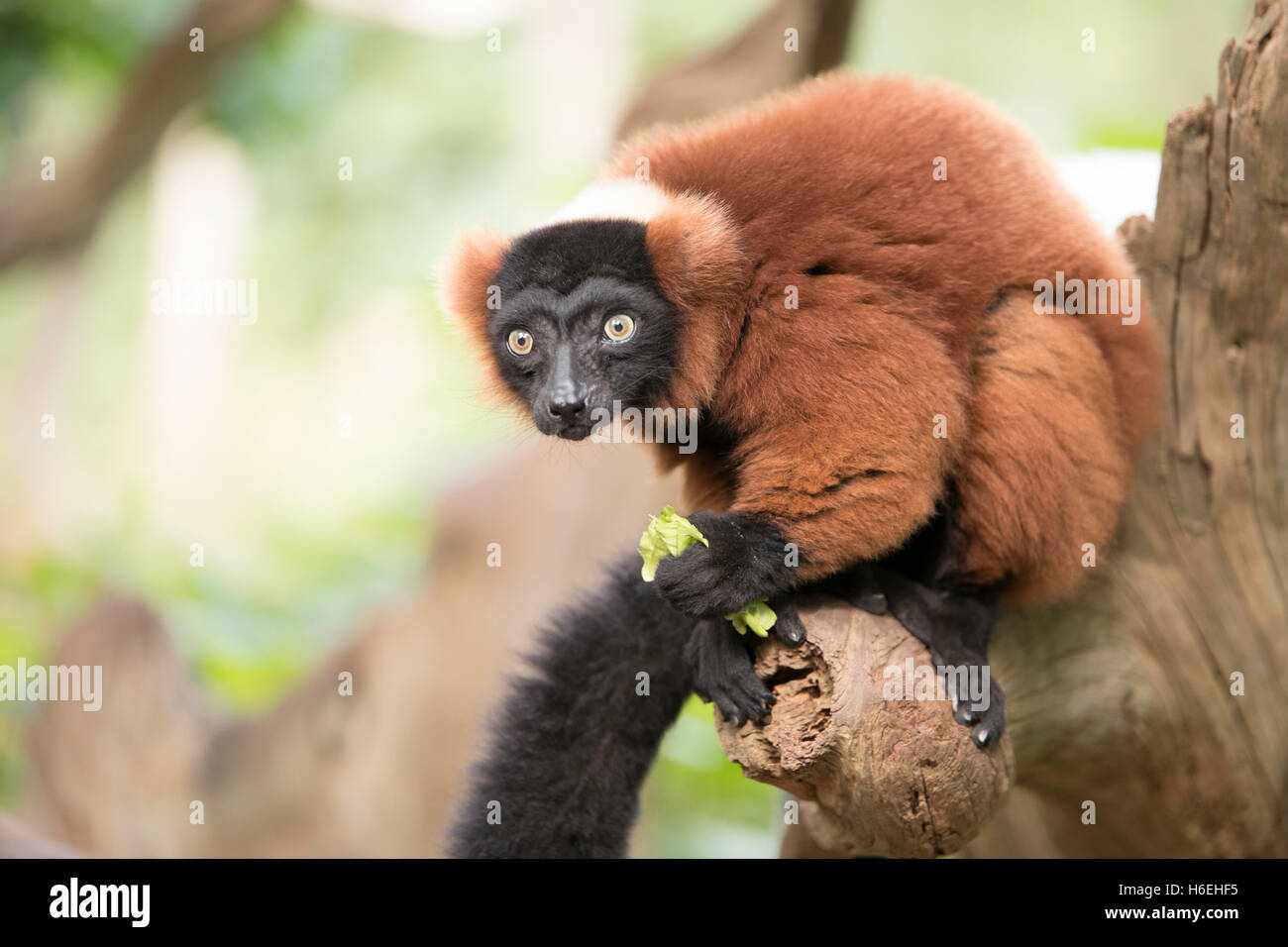 Red ruffed lemur eating lettuce Stock Photo - Alamy