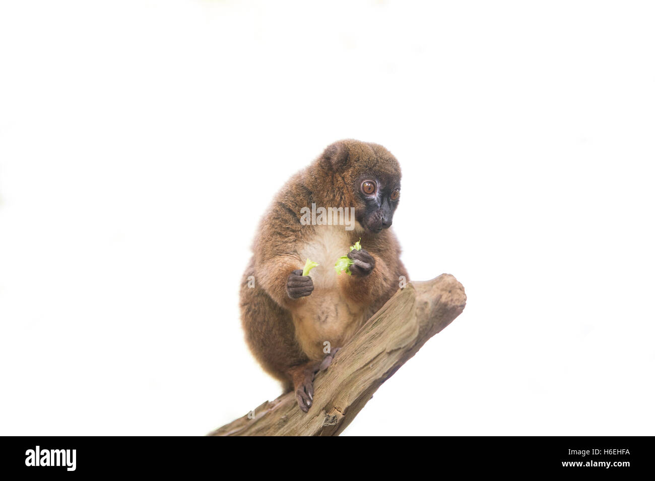 Red bellied monkey hi-res stock photography and images - Alamy