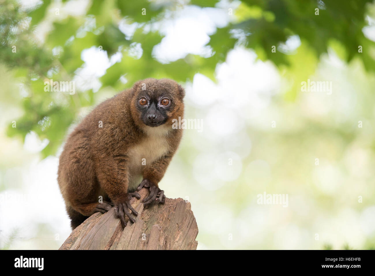 Red bellied monkey hi-res stock photography and images - Alamy