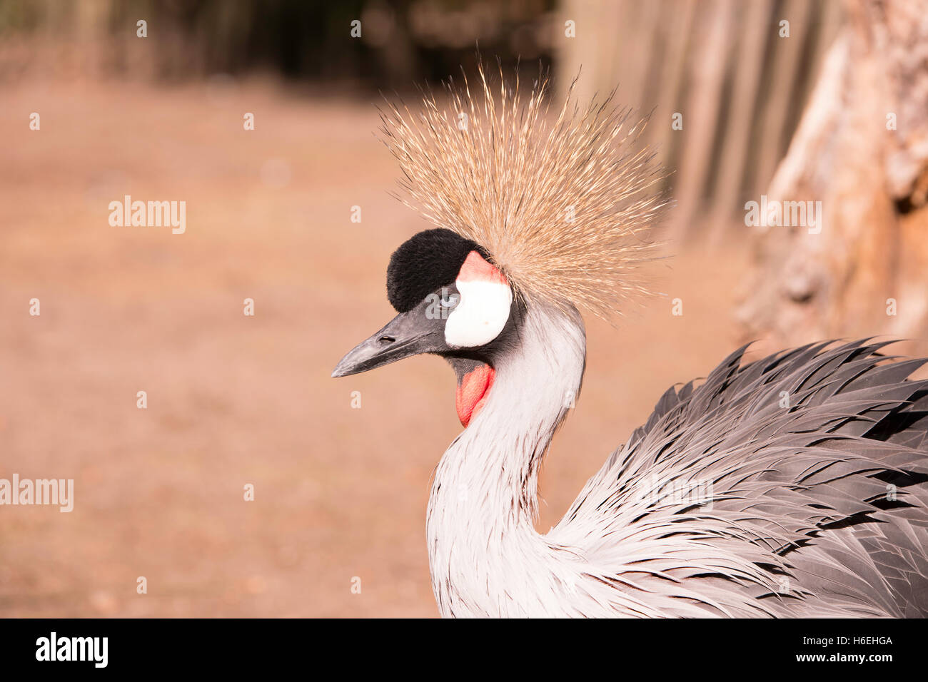 Adult crane head hi-res stock photography and images - Alamy