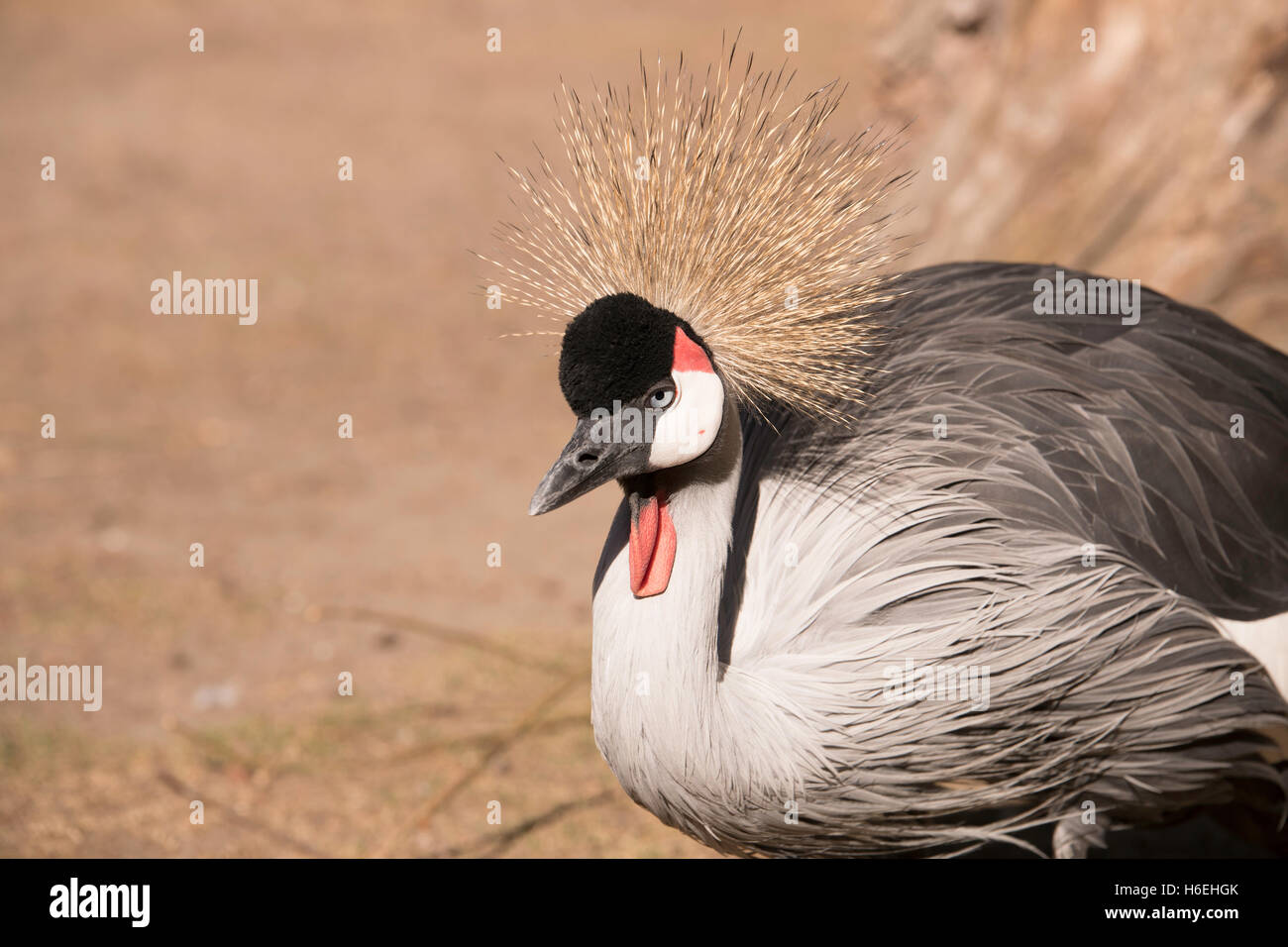 Grey Crowned Crane Stock Photo - Alamy