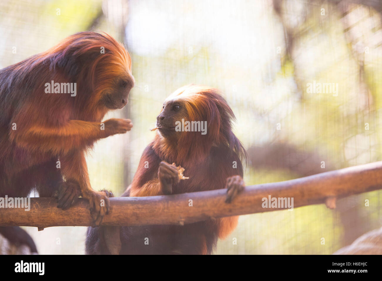 Two Golden Headed Lion Tamarins, eating Stock Photo - Alamy