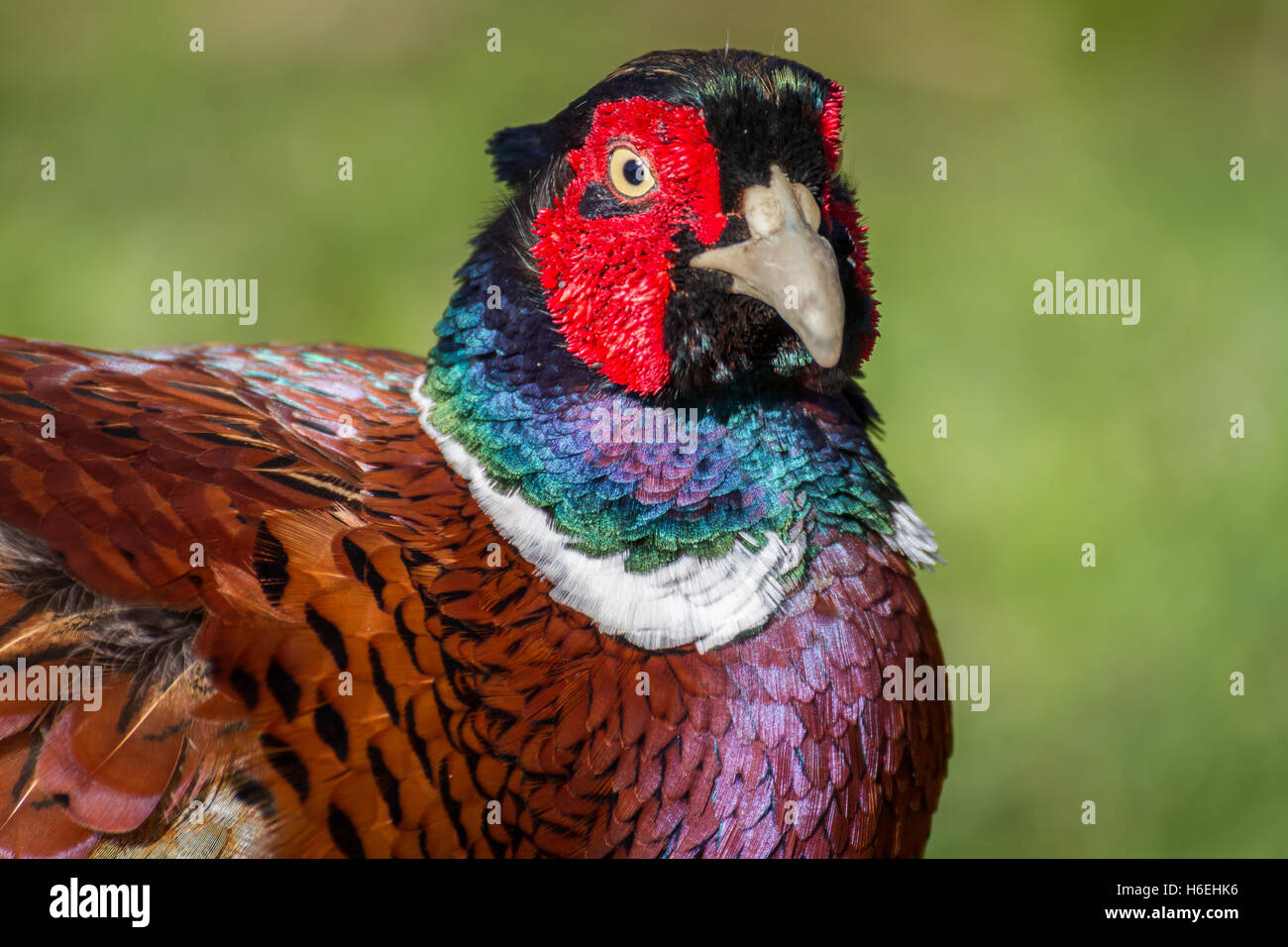Wild pheasant hi-res stock photography and images - Alamy