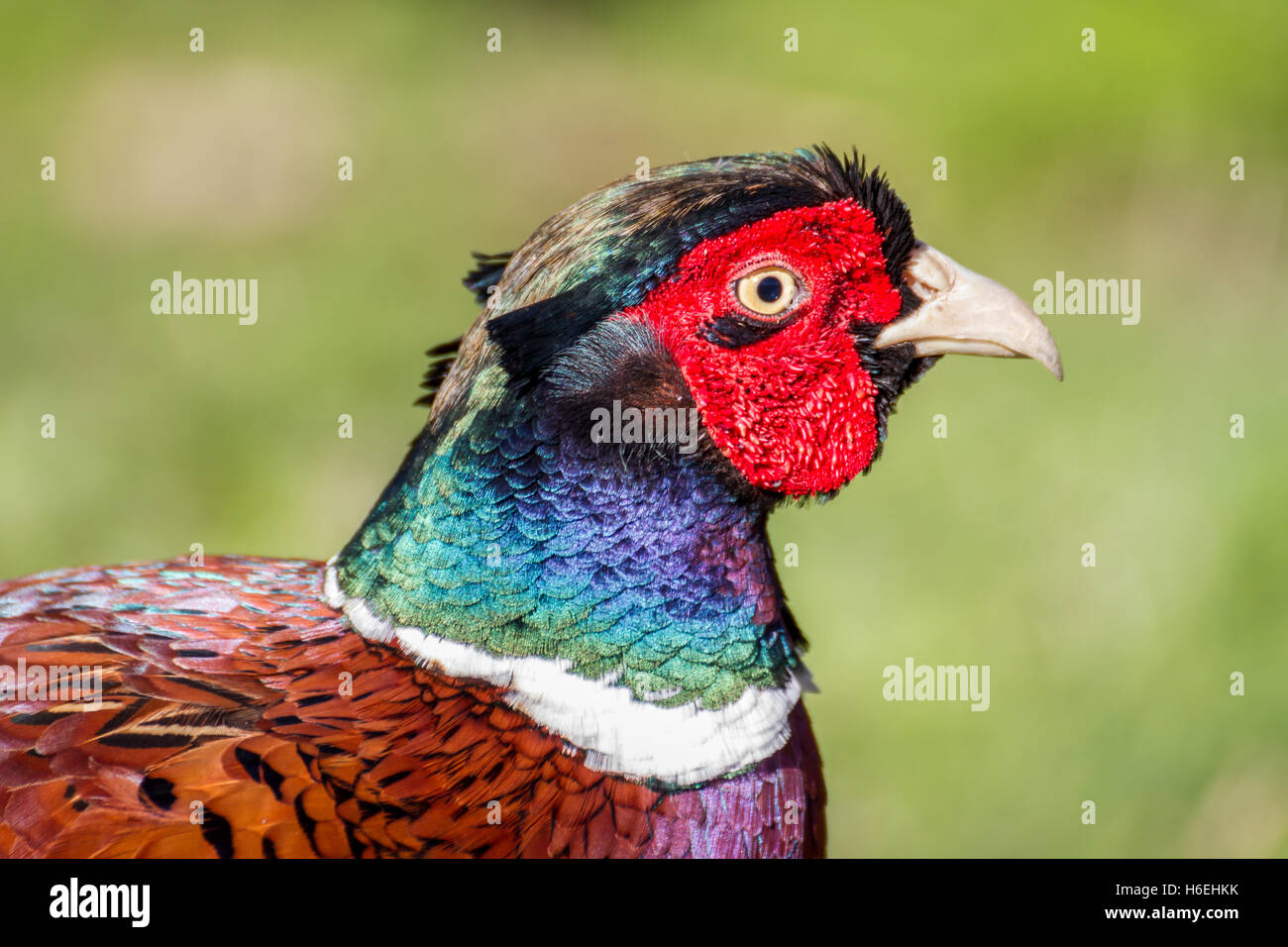 Wild pheasant hi-res stock photography and images - Alamy