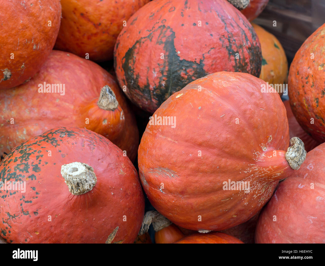 Pile of giant pumpkins Stock Photo - Alamy