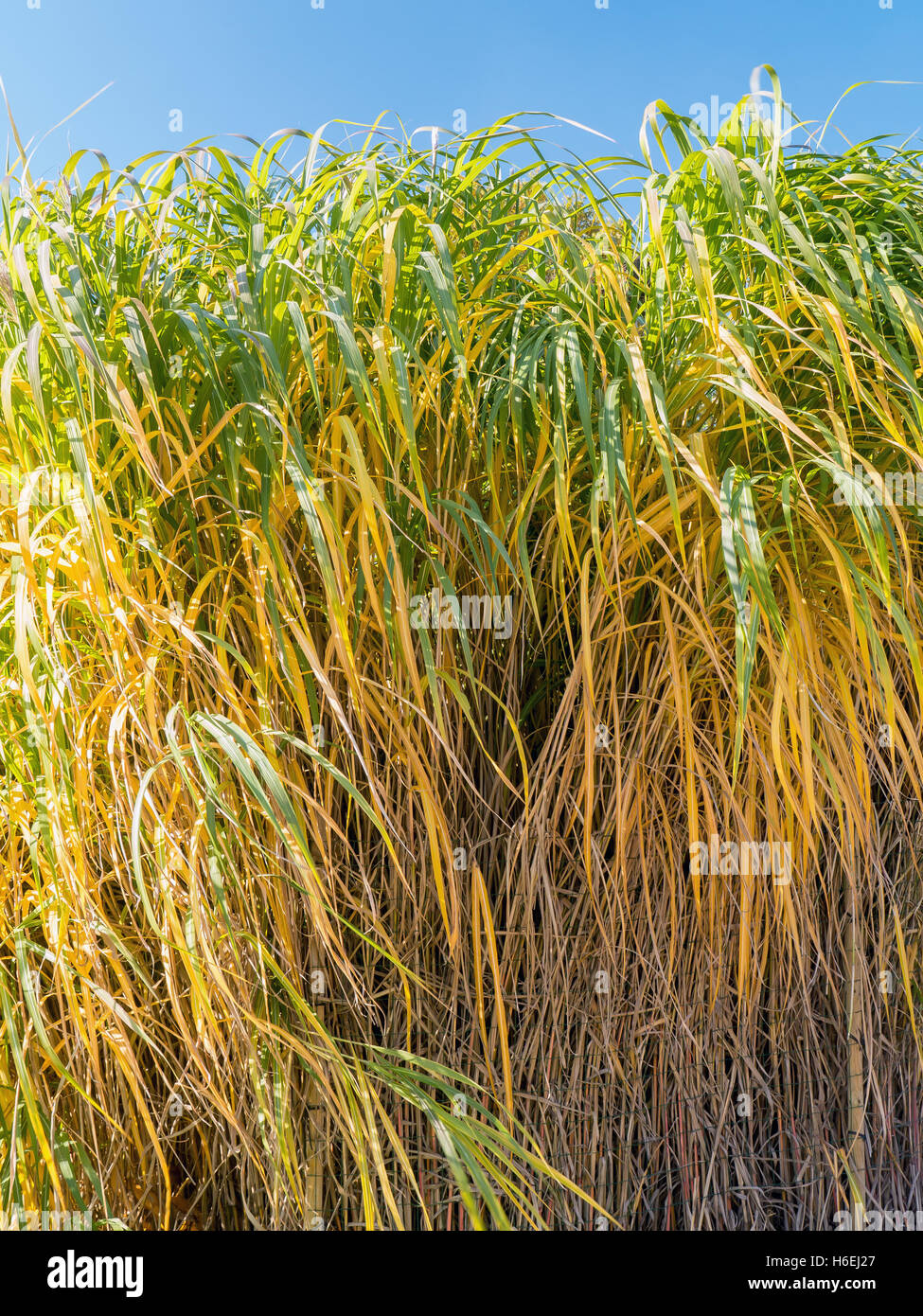 Clump of giant Miscanthus grass Stock Photo - Alamy