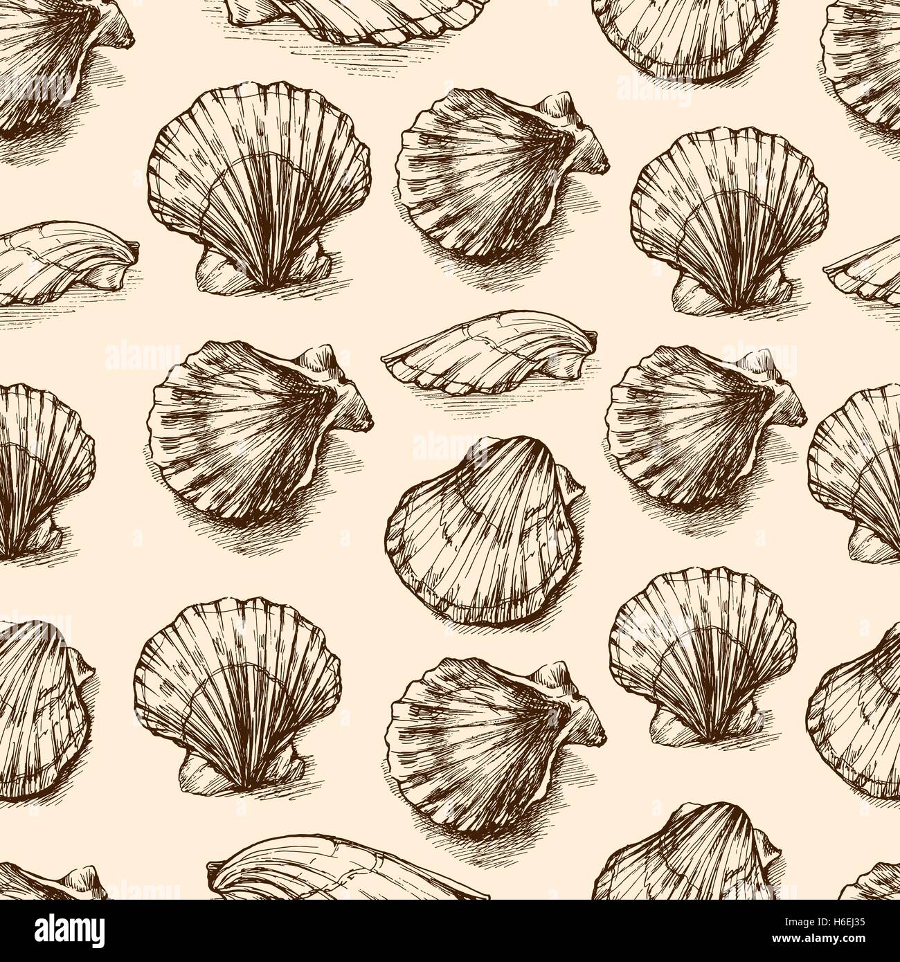 Seashells hand drawn vector graphic etching sketch isolated on white ...