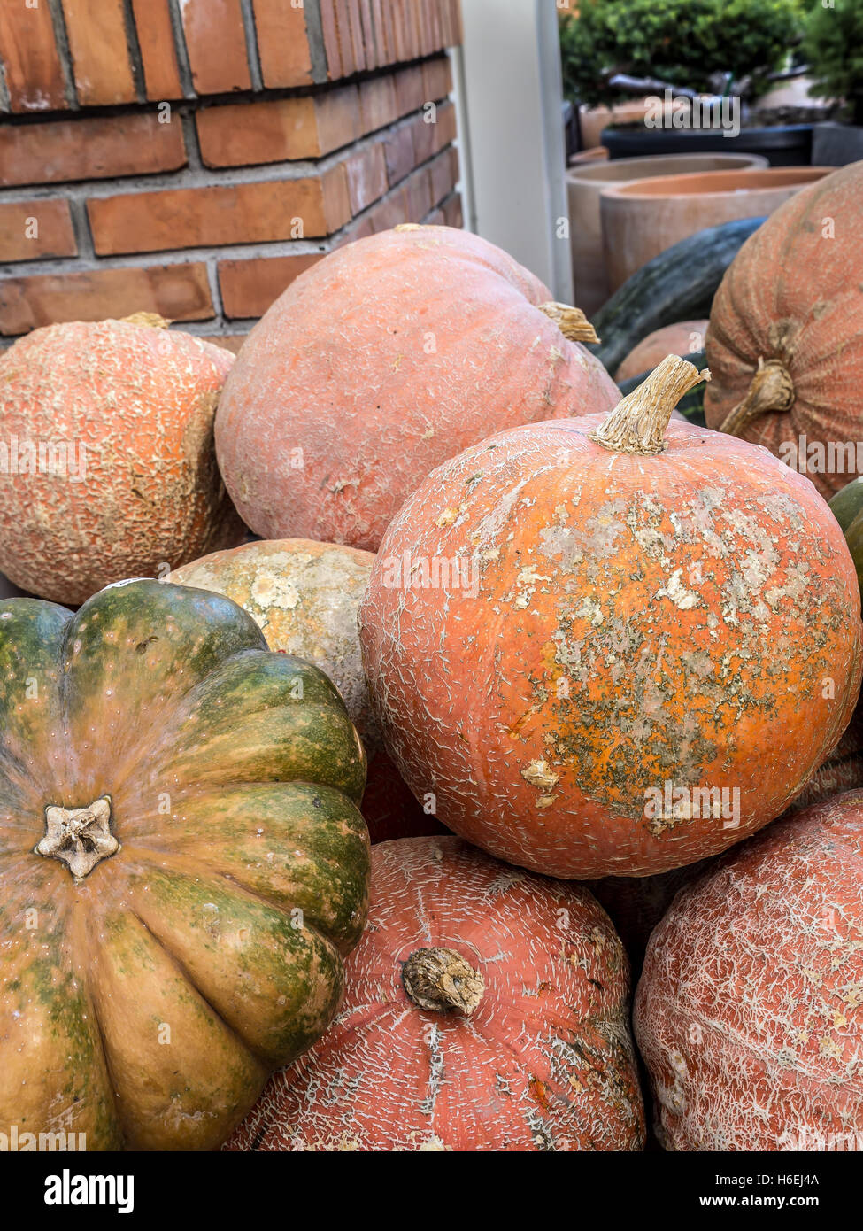 Pile of giant pumpkins Stock Photo - Alamy