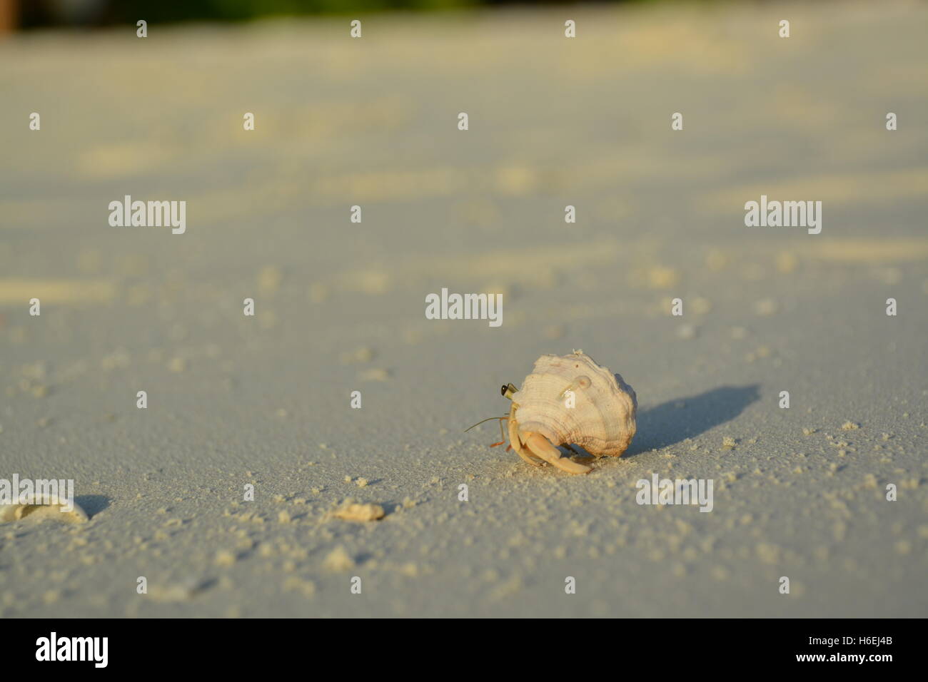 Hermit Crab Shell beach sand Stock Photo - Alamy